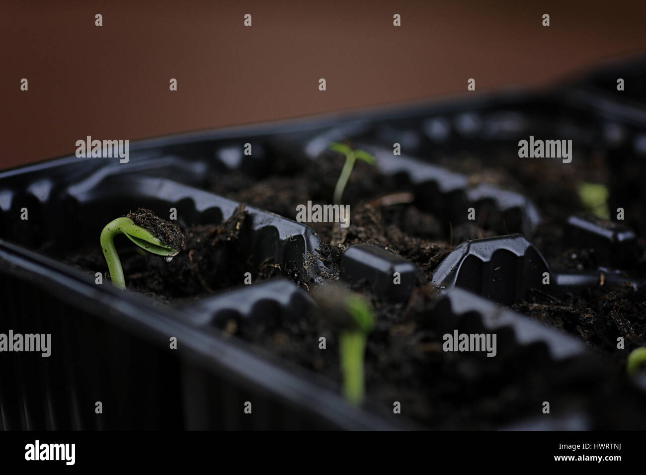 small sprout from seeds Stock Photo - Alamy