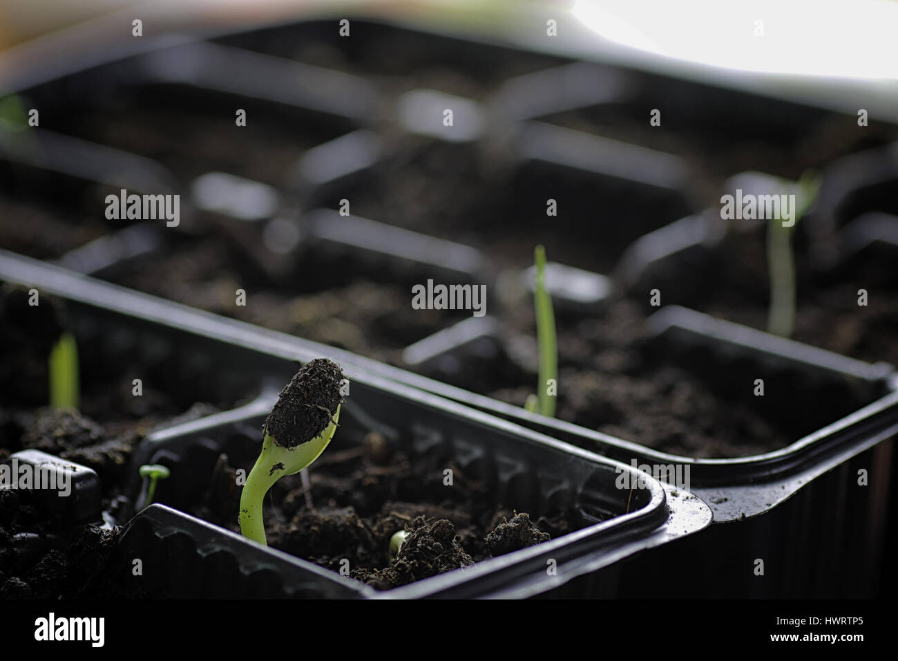 small sprout from seeds Stock Photo - Alamy