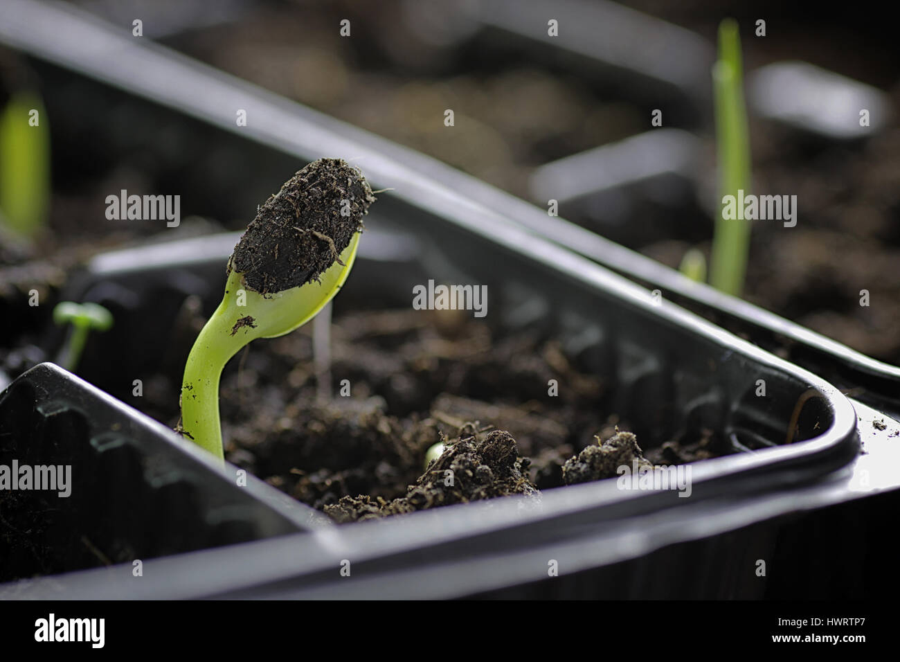 small sprout from seeds Stock Photo - Alamy