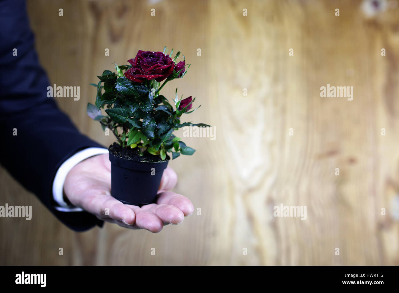 Rose in a hand man Stock Photo - Alamy