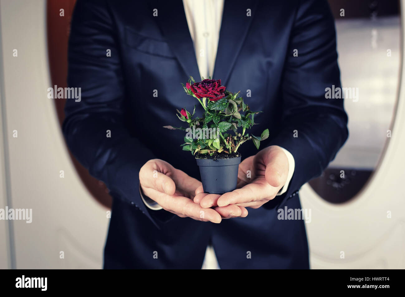 Guy holding red rose behind hi-res stock photography and images - Alamy