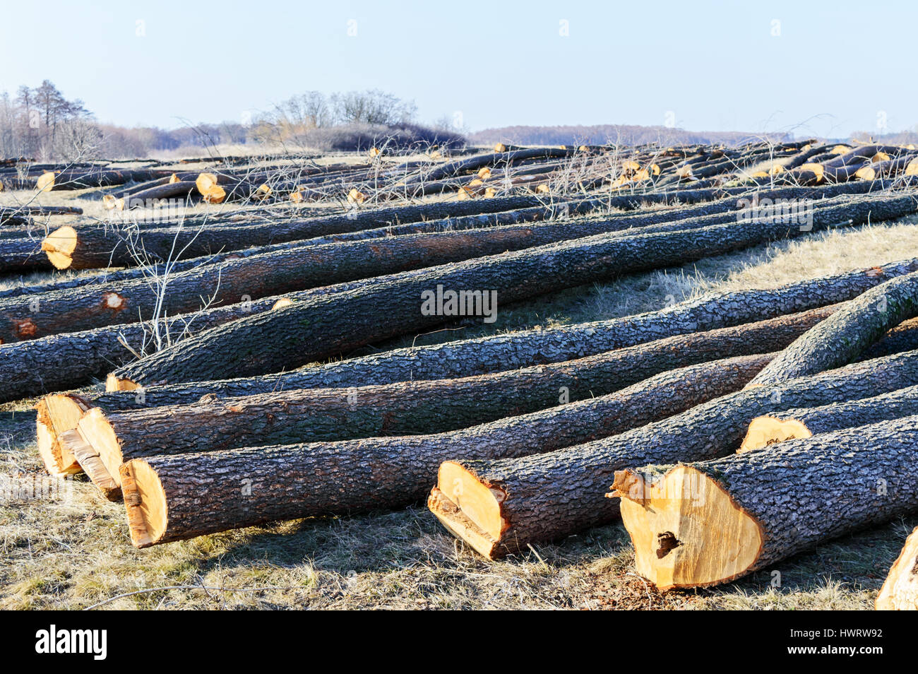 The felled trees lie on the ground. Large logs - peeled trunks from ...