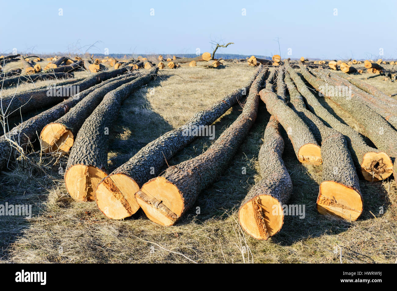 The felled trees lie on the ground. Large logs - peeled trunks from ...