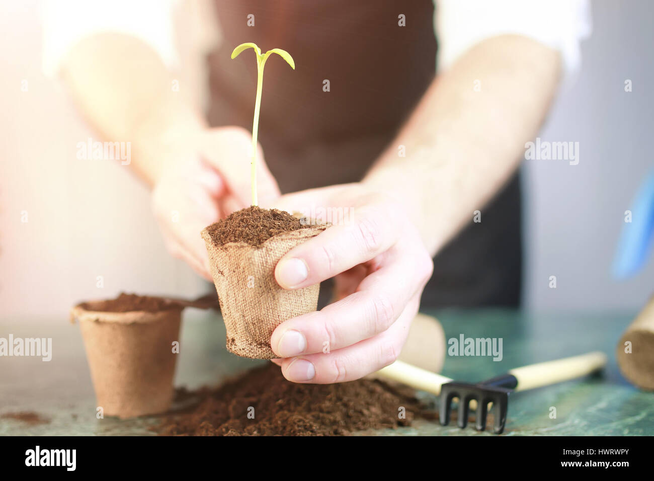 Hand and sprout hi-res stock photography and images - Alamy