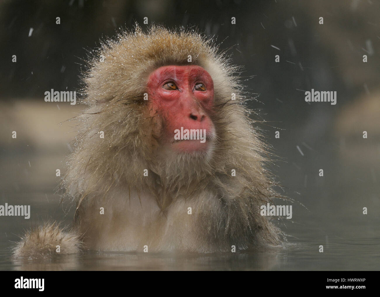 Japanese Macaque aka Snow Monkey at Jigokudani Wild Monkey Park located ...