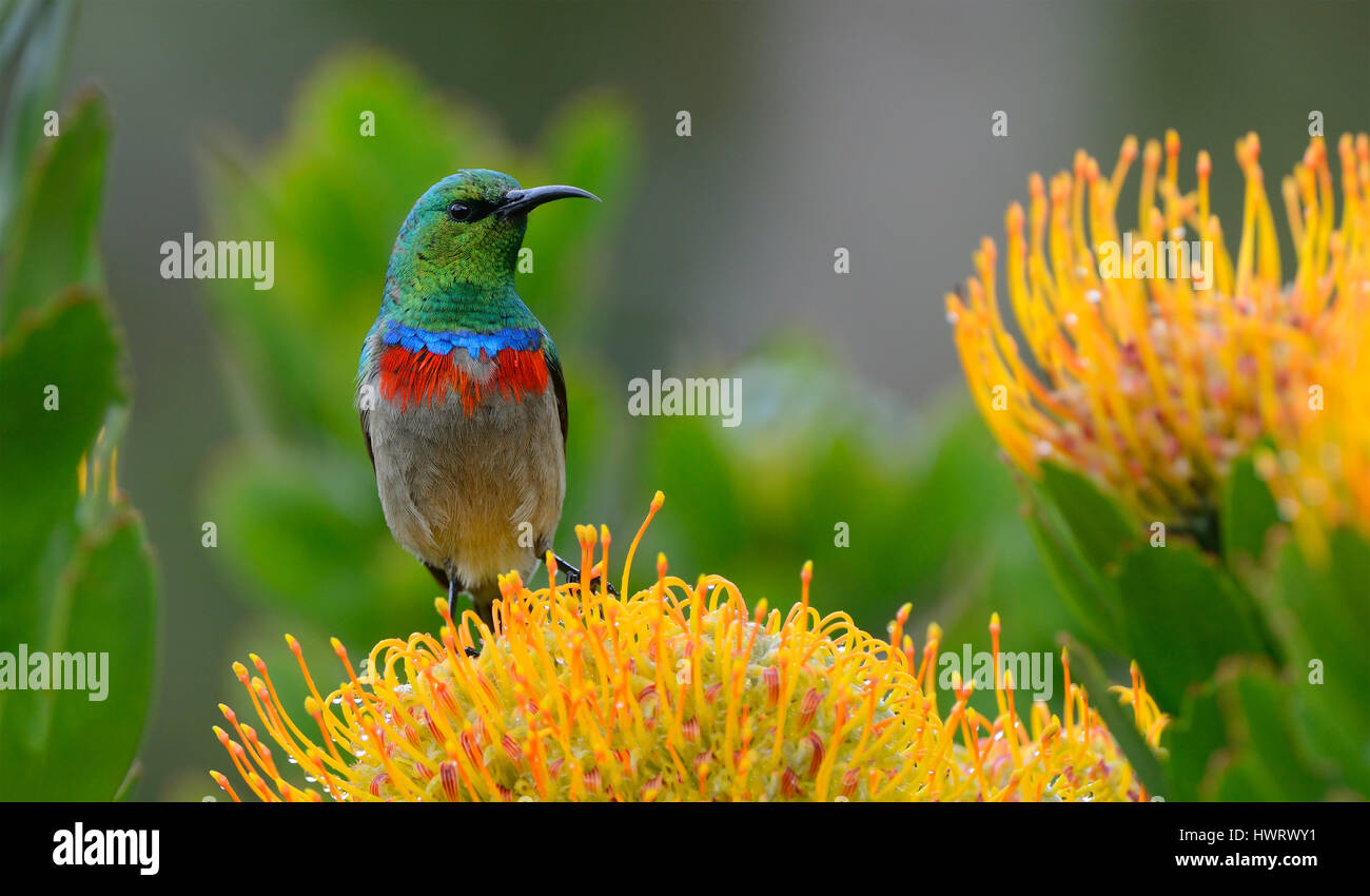 Southern Double-collared Sunbird on an orange Protea flower Stock Photo ...