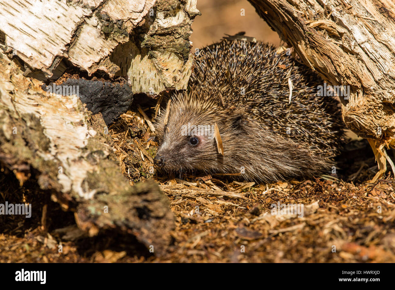 Hedgehog, wild, native, European hedgehog inside a log in natural ...