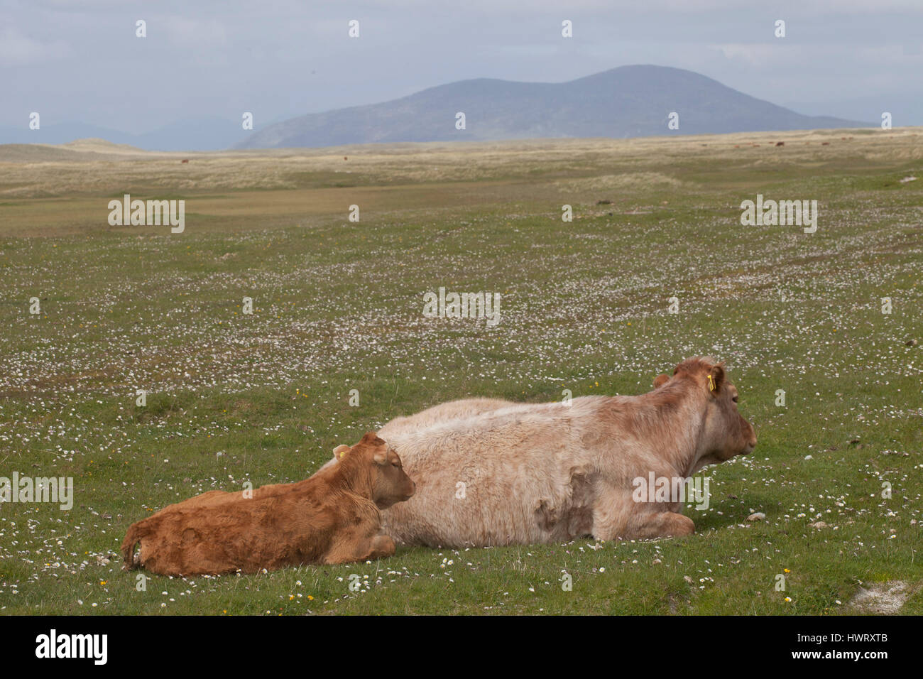 Mixed breed cow with Limosin calf on machir , Lewis in the background ...