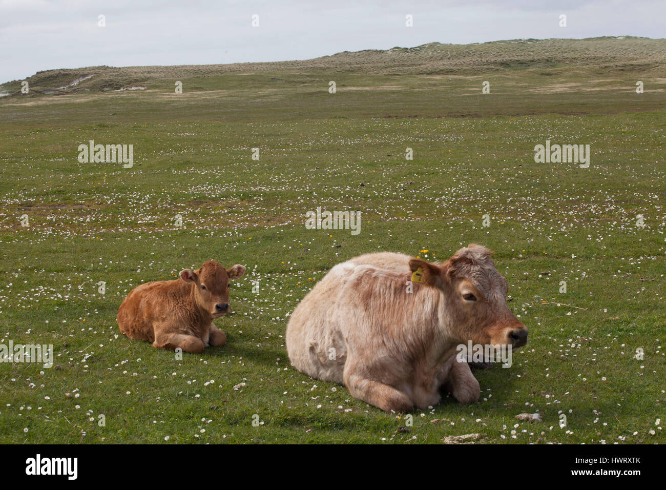 Mixed breed cow with Limosin calf on machir , Lewis in the background ...