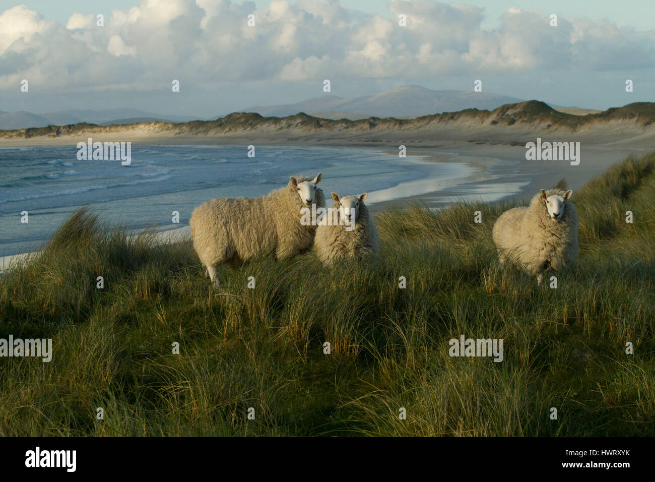 cheviot sheep grazing eroding machir at front of sand dunes ...