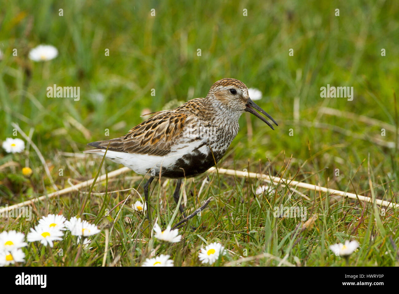 Dunlin (Calidris alpina ) small wader with young in Machir , calling to ...