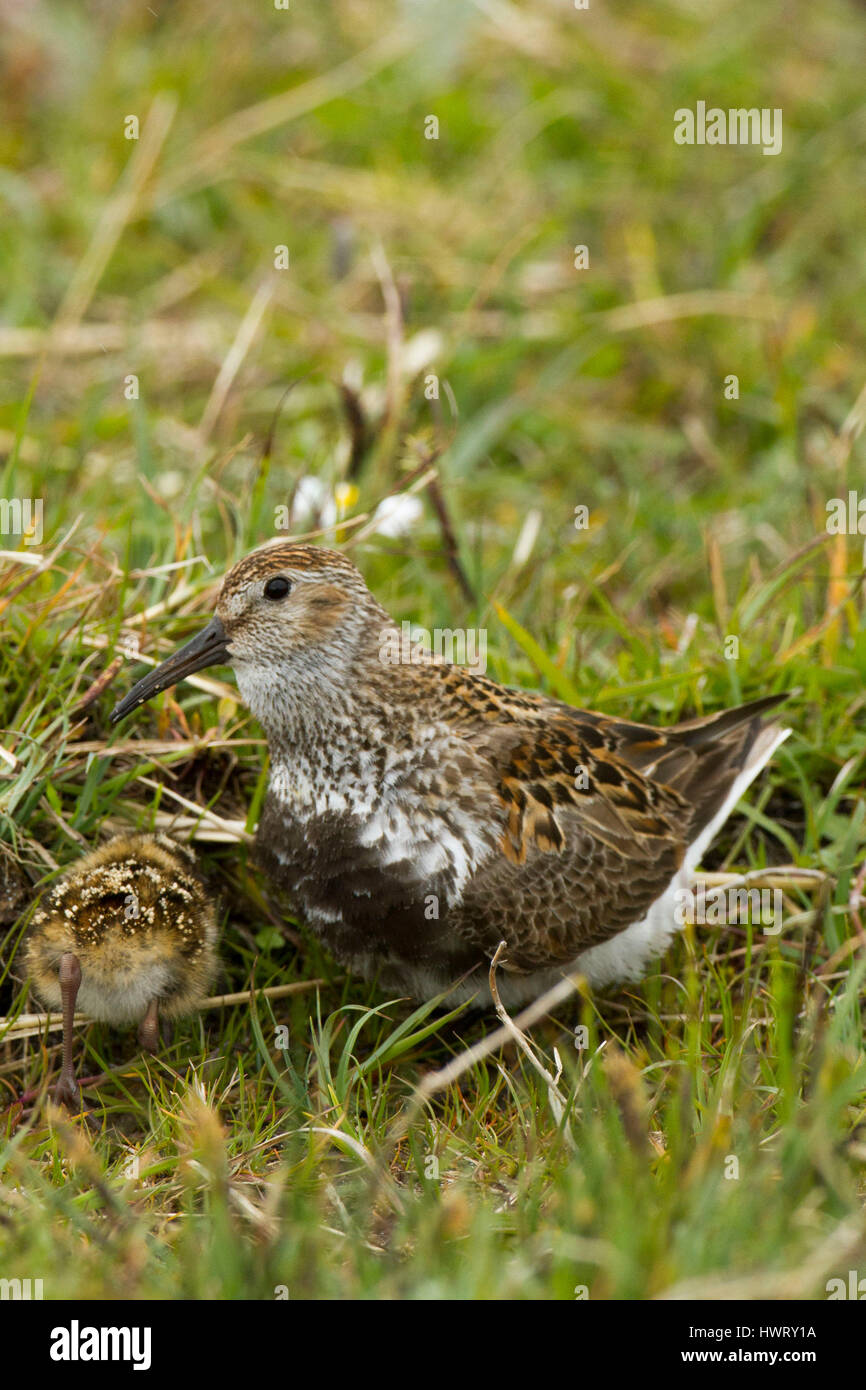 Dunlin (Calidris alpina ) small wader with young in Machir , calling to ...
