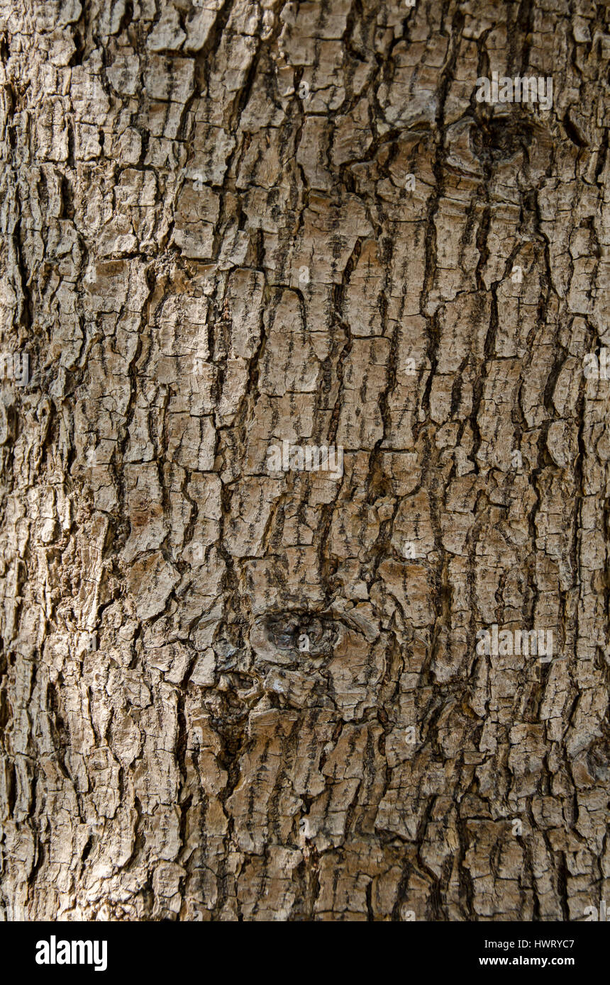 Tree trunk close up, showing detailed texture of the bark for ...