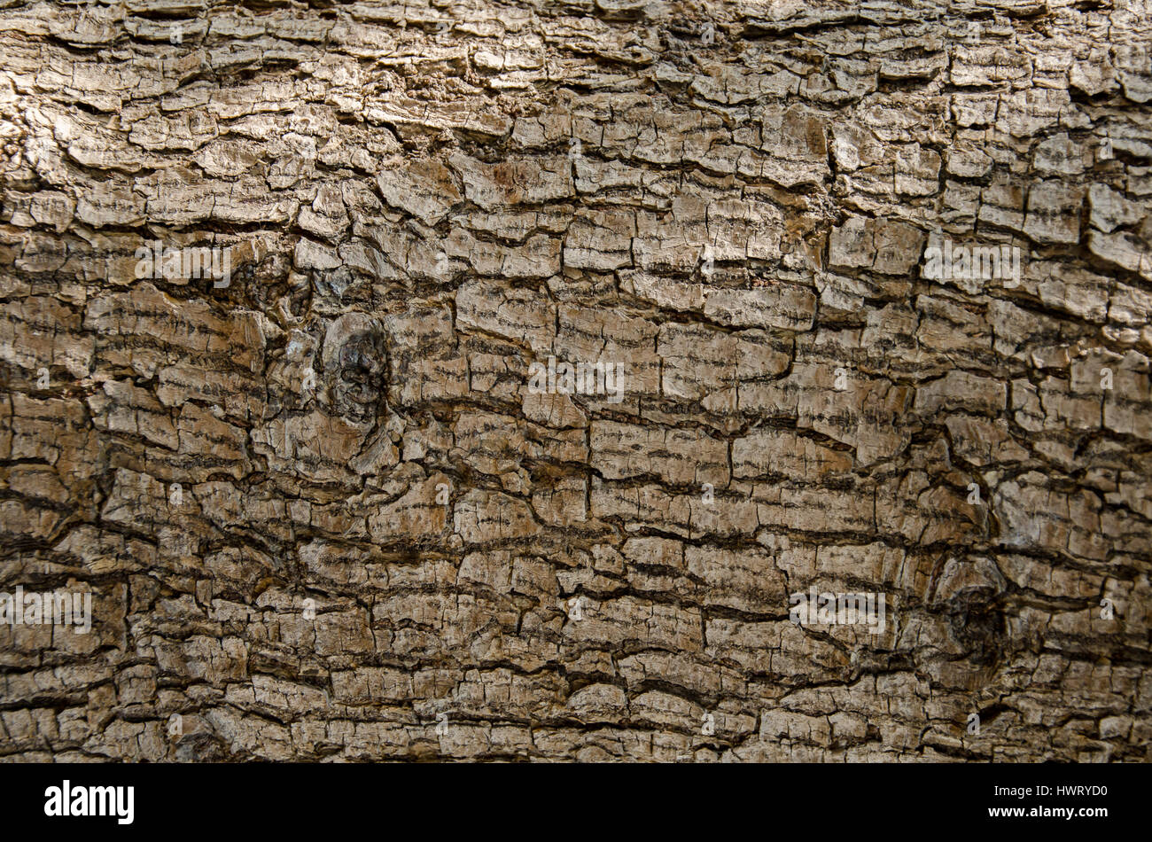 Tree trunk close up, showing detailed texture of the bark for ...