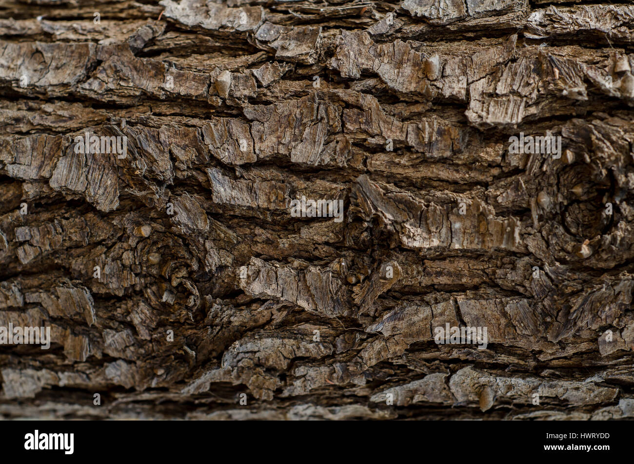 Seamless tree bark wood texture hi-res stock photography and images - Alamy