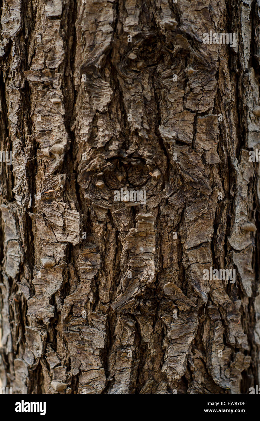 Seamless tileable wood texture hi-res stock photography and images - Alamy