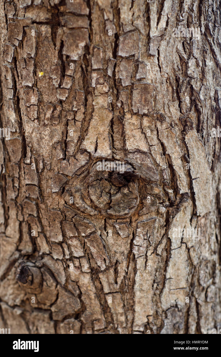 Tree trunk close up, showing detailed texture of the bark for ...