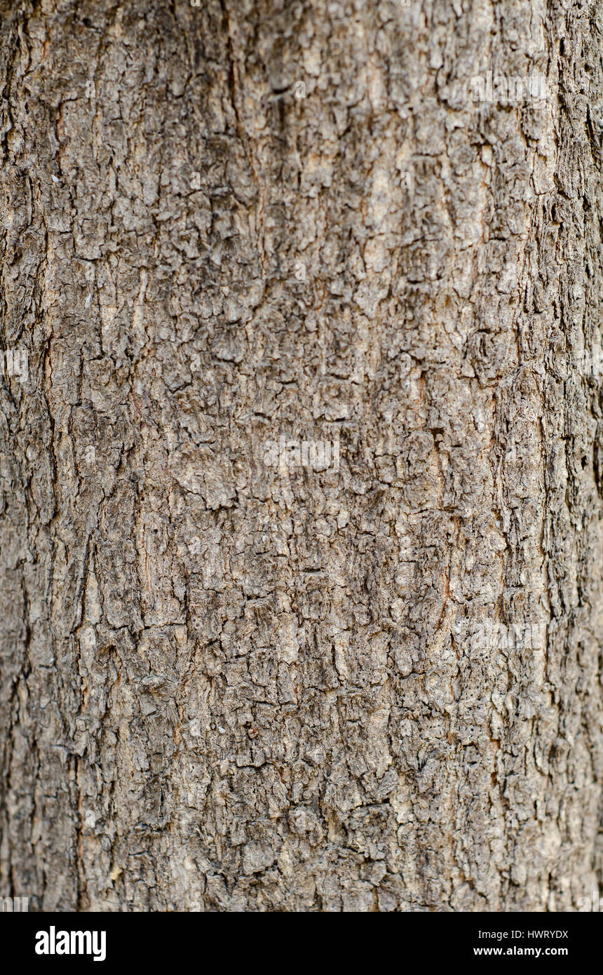 Tree trunk close up, showing detailed texture of the bark for ...