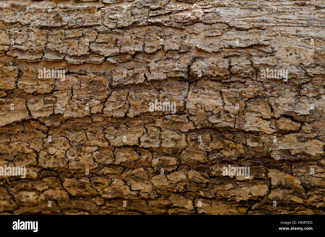 Tree trunk close up, showing detailed texture of the bark for ...