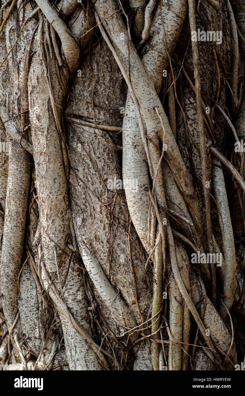 Banyan tree trunk close up, showing detailed texture of the bark for ...