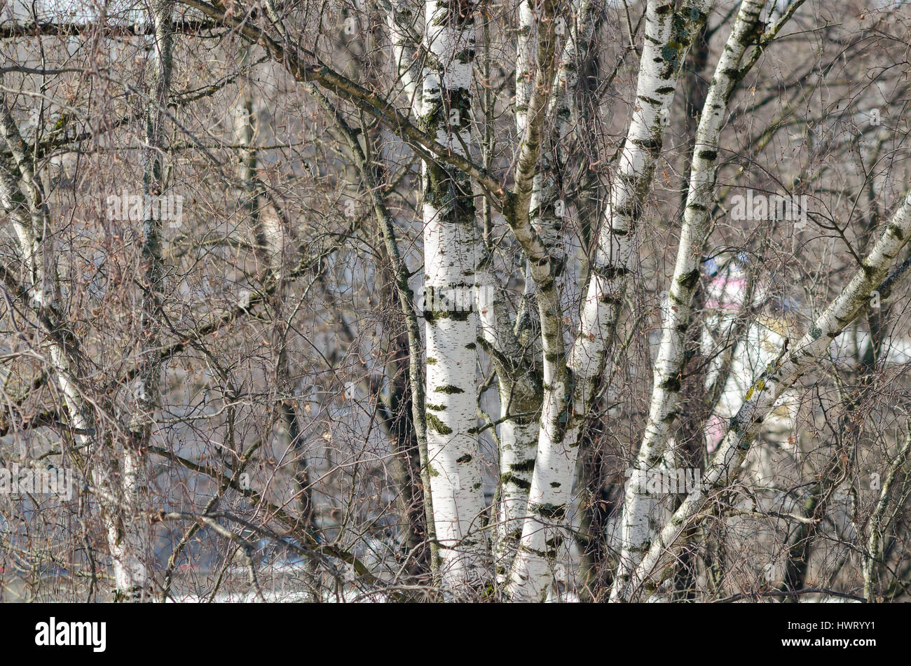 Beautiful background of birch trees Stock Photo - Alamy
