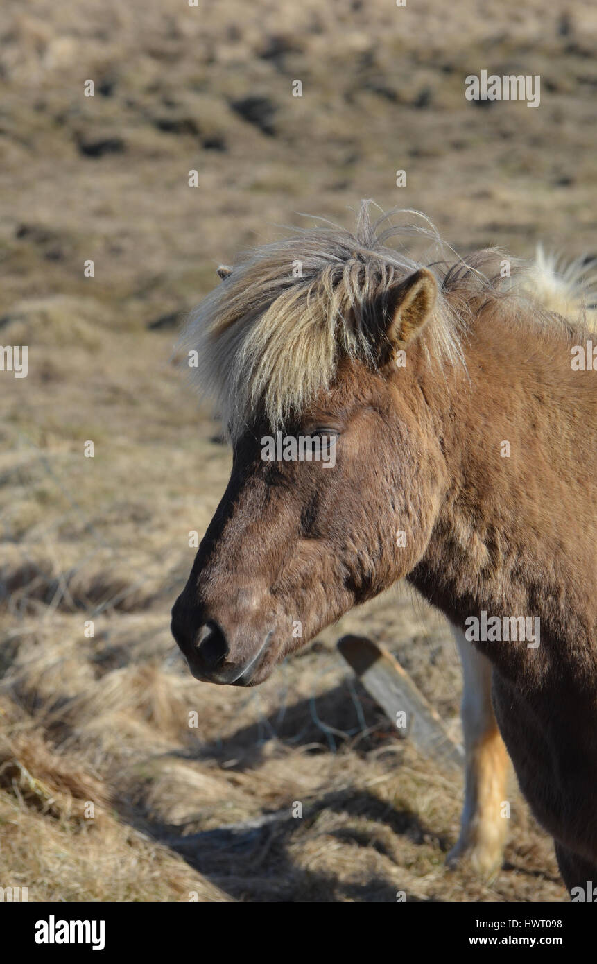 Sweet pony standing in a field in Iceland Stock Photo - Alamy