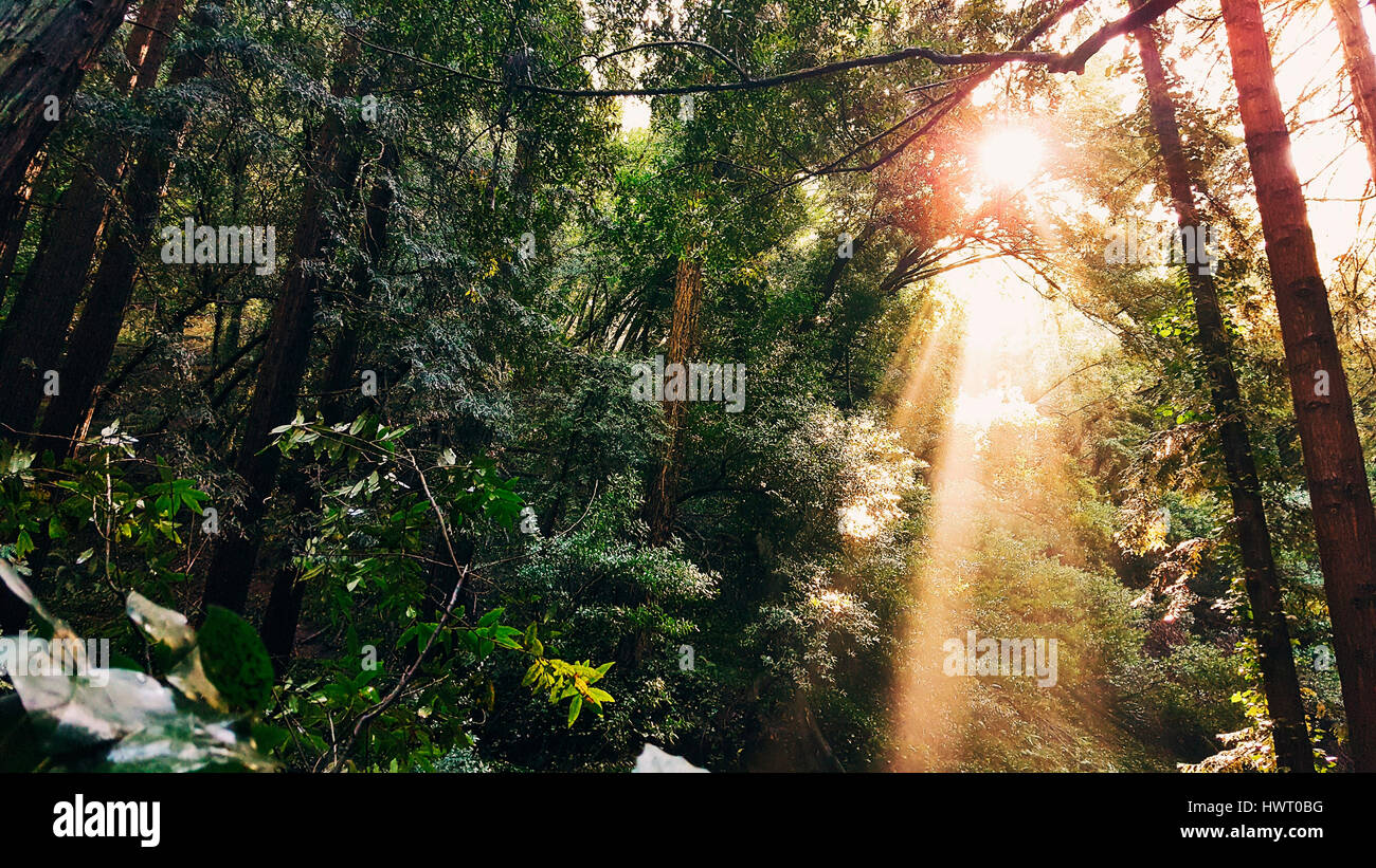 Sunlight streaming through forest trees hi-res stock photography and ...