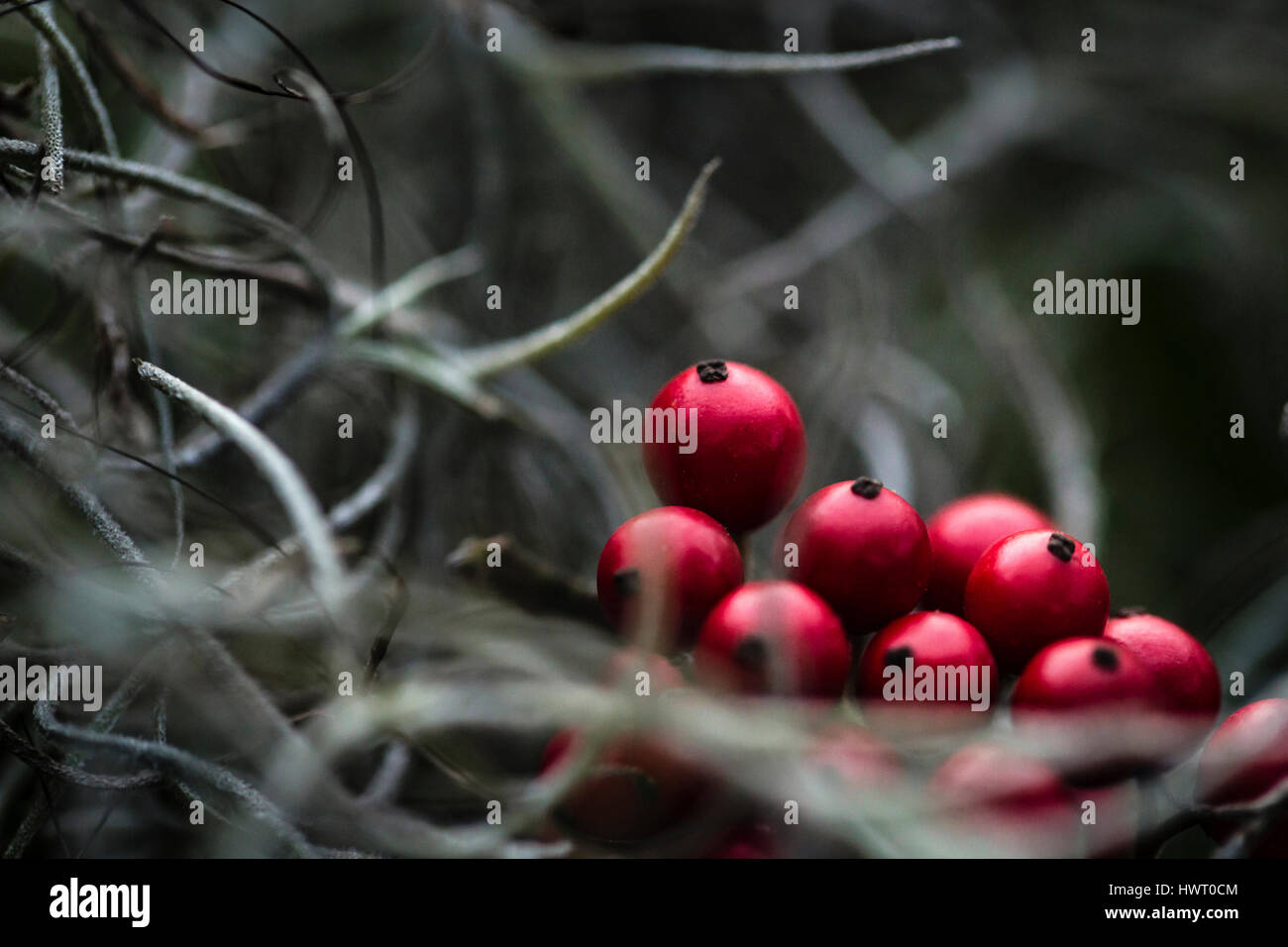 High angle close-up of berry fruits growing on tree Stock Photo - Alamy