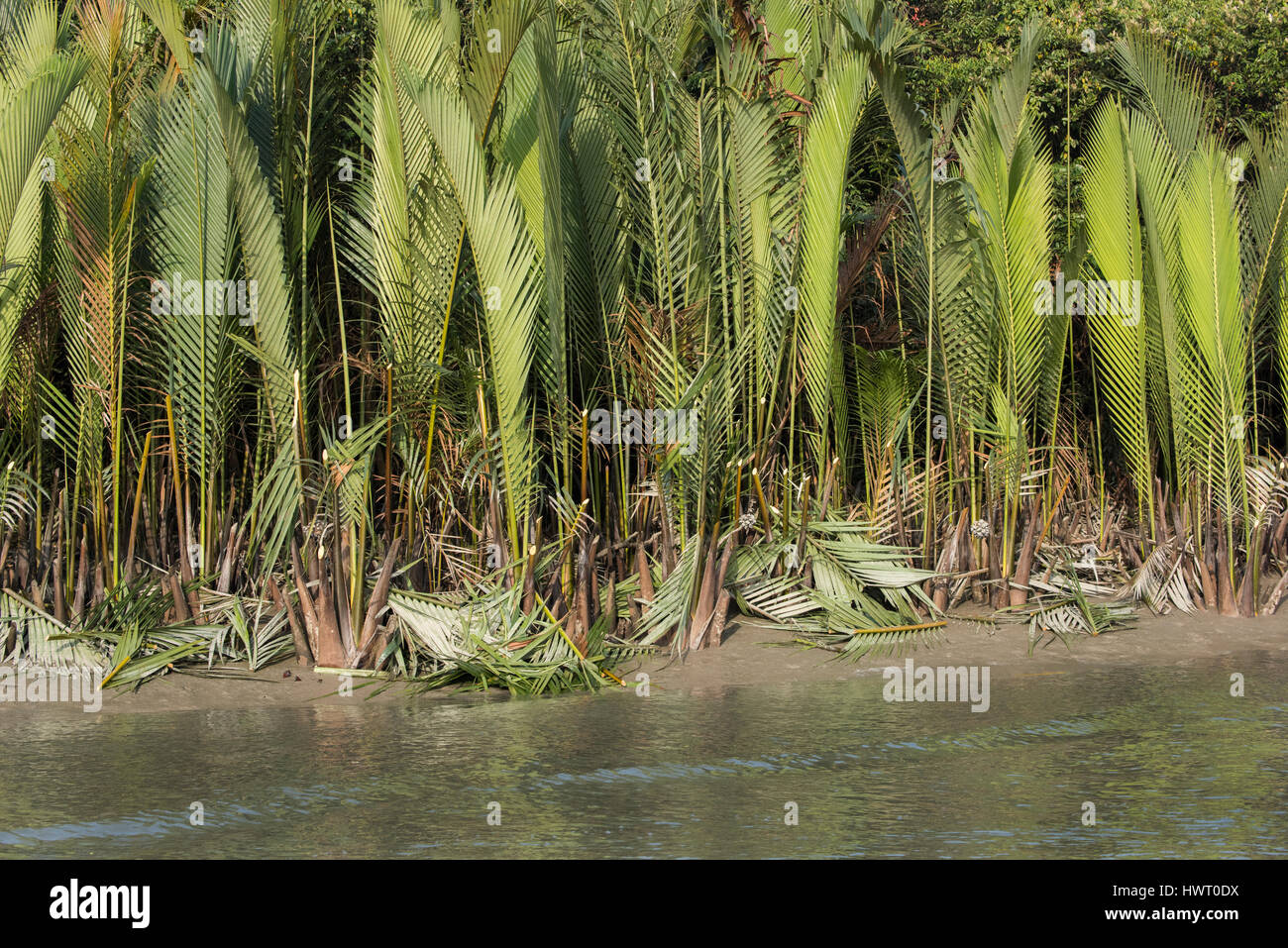 Bangladesh, The Sundarbans, Sundarban National Park. Waterways between ...