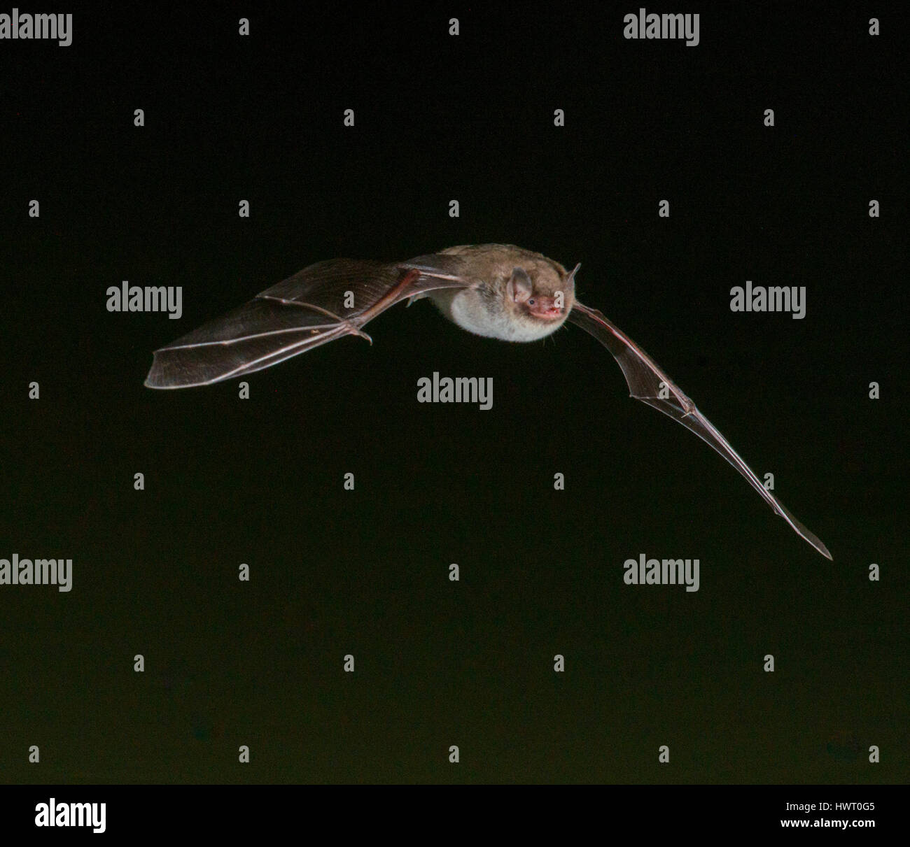Water Bat ( Myotis daubentoni) is flying over a river searching for ...