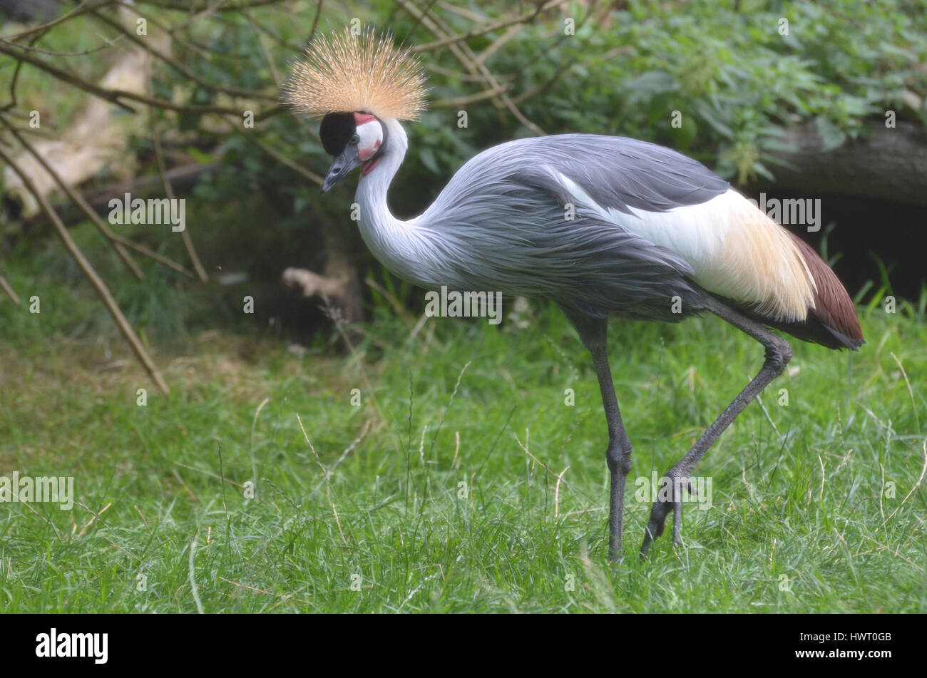 Grey crowned crane bird standing and showing her profiile Stock Photo ...