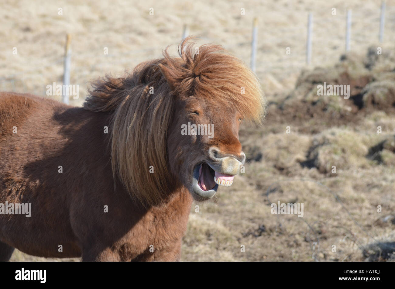 Horse making funny laughing face hi-res stock photography and images ...
