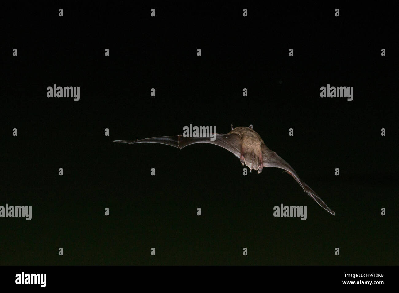 Water Bat ( Myotis daubentoni) is flying over a river searching for ...