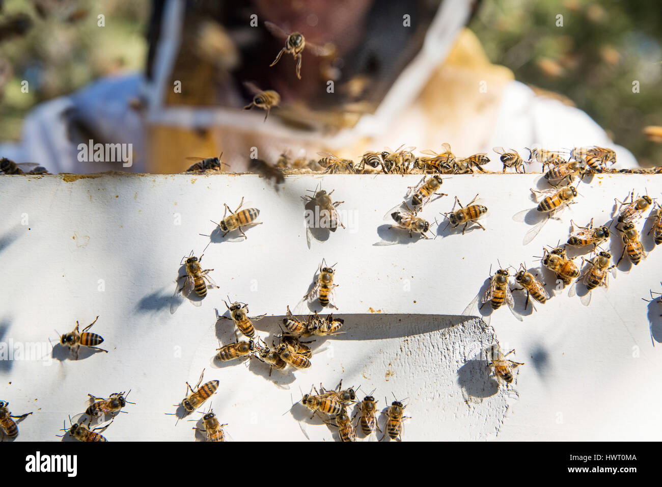 Beehive box hi-res stock photography and images - Alamy