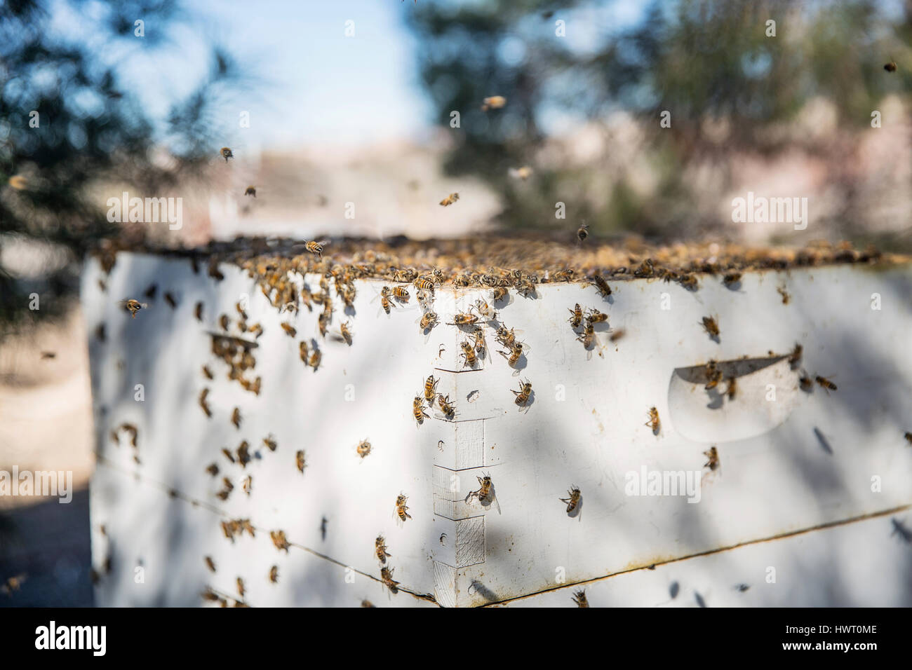 Container insects hi-res stock photography and images - Alamy