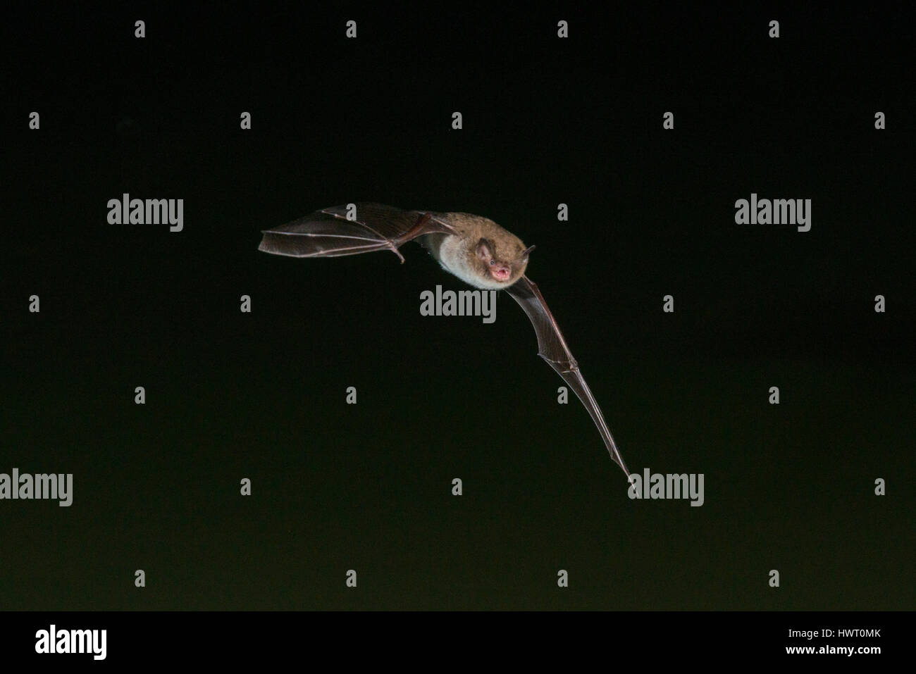 Water Bat ( Myotis daubentoni) is flying over a river searching for ...
