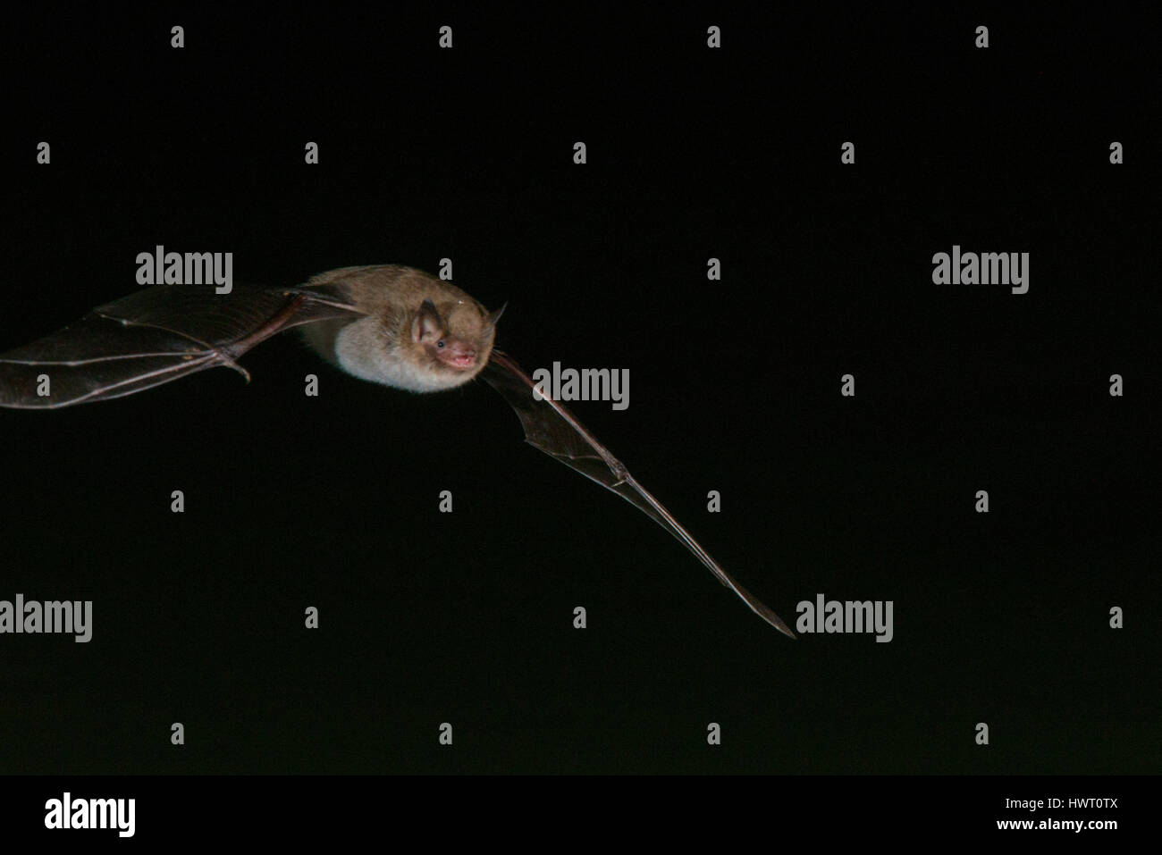 Water Bat ( Myotis daubentoni) is flying over a river searching for ...