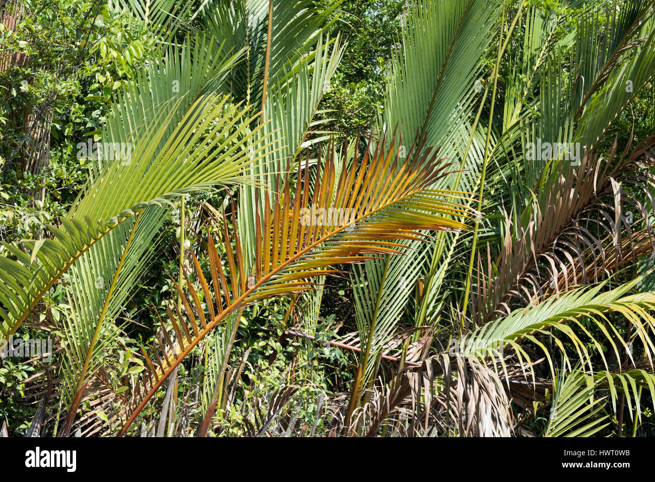 Bangladesh, The Sundarbans, Sundarban National Park in the Harbaria ...