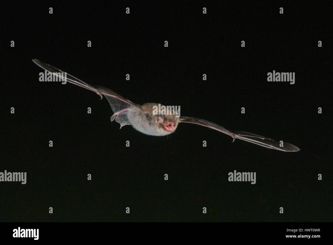 Water Bat ( Myotis daubentoni) is flying over a river searching for ...
