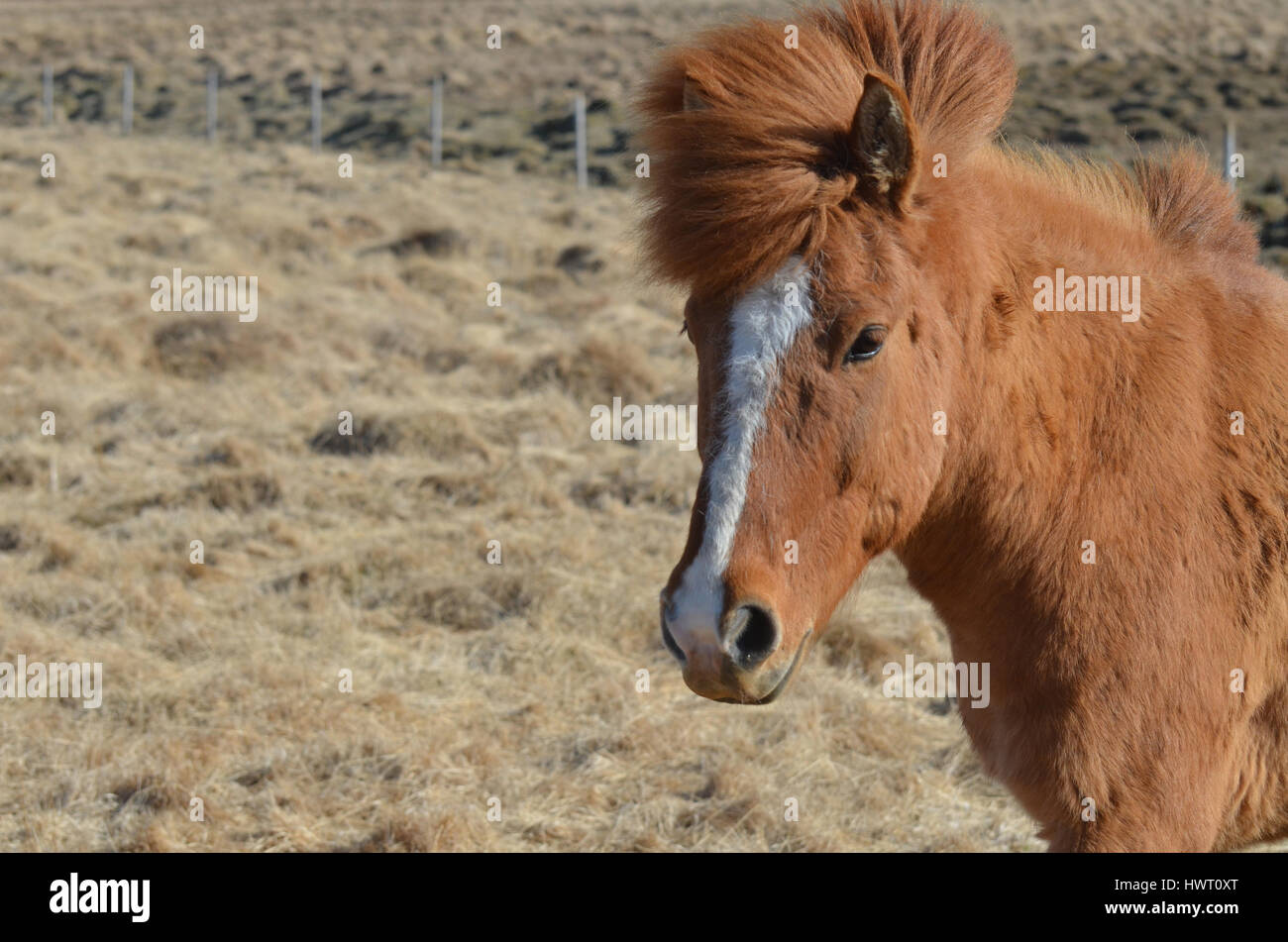 Chestnut Horse With White Blaze High Resolution Stock Photography and ...