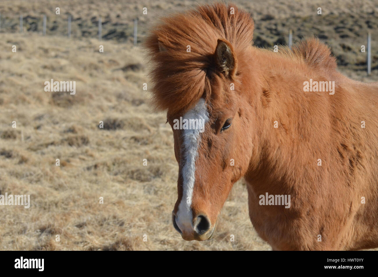 Pretty white blaze on a chestnut horses face, with a wind blown mane ...