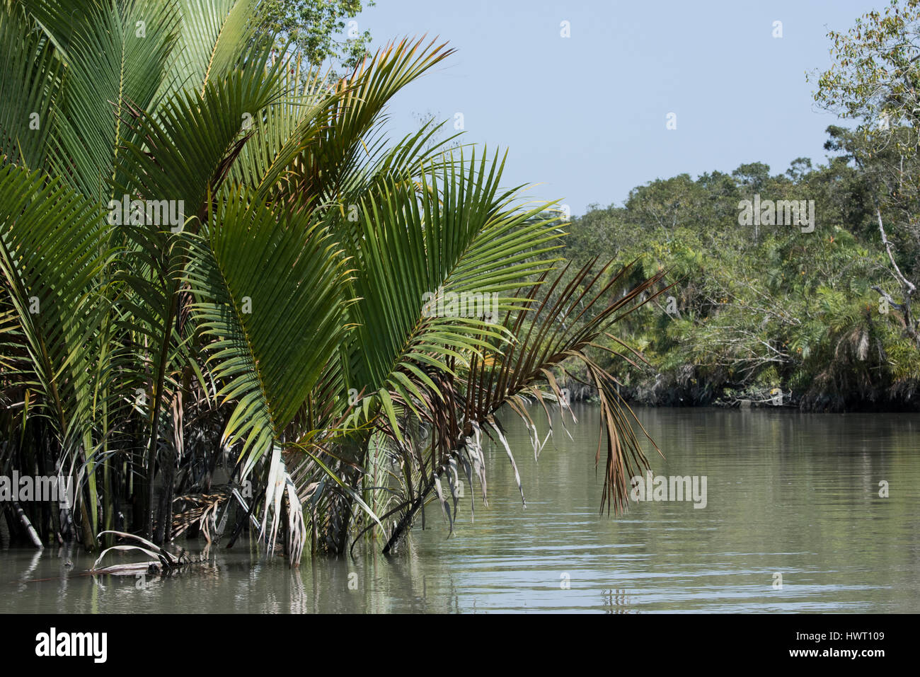 Bangladesh, The Sundarbans, Sundarban National Park in the Harbaria ...