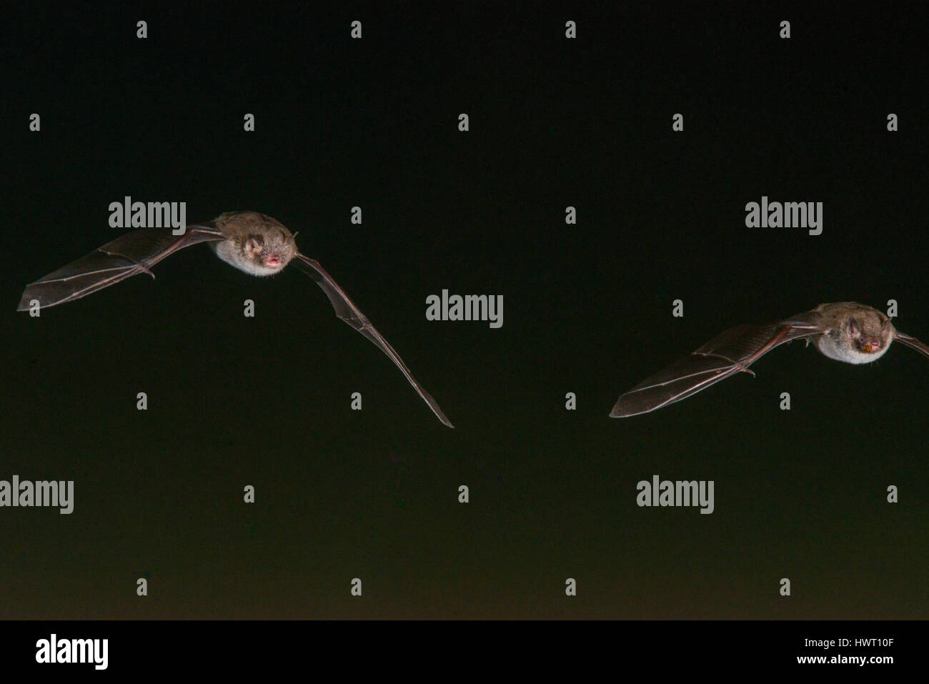 Water Bat ( Myotis daubentoni) is flying over a river searching for ...