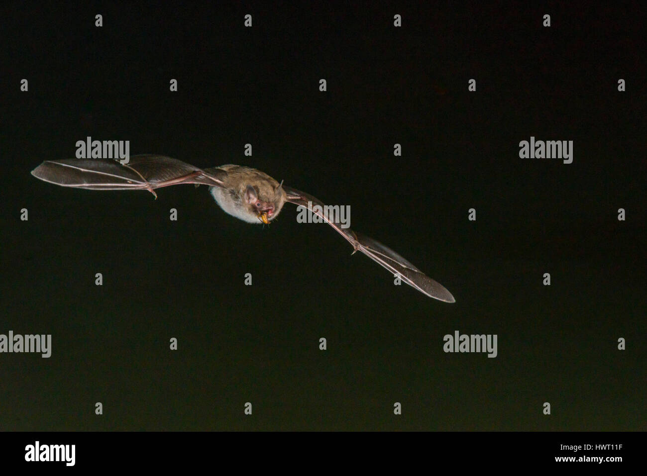 Water Bat ( Myotis daubentoni) is flying over a river searching for ...