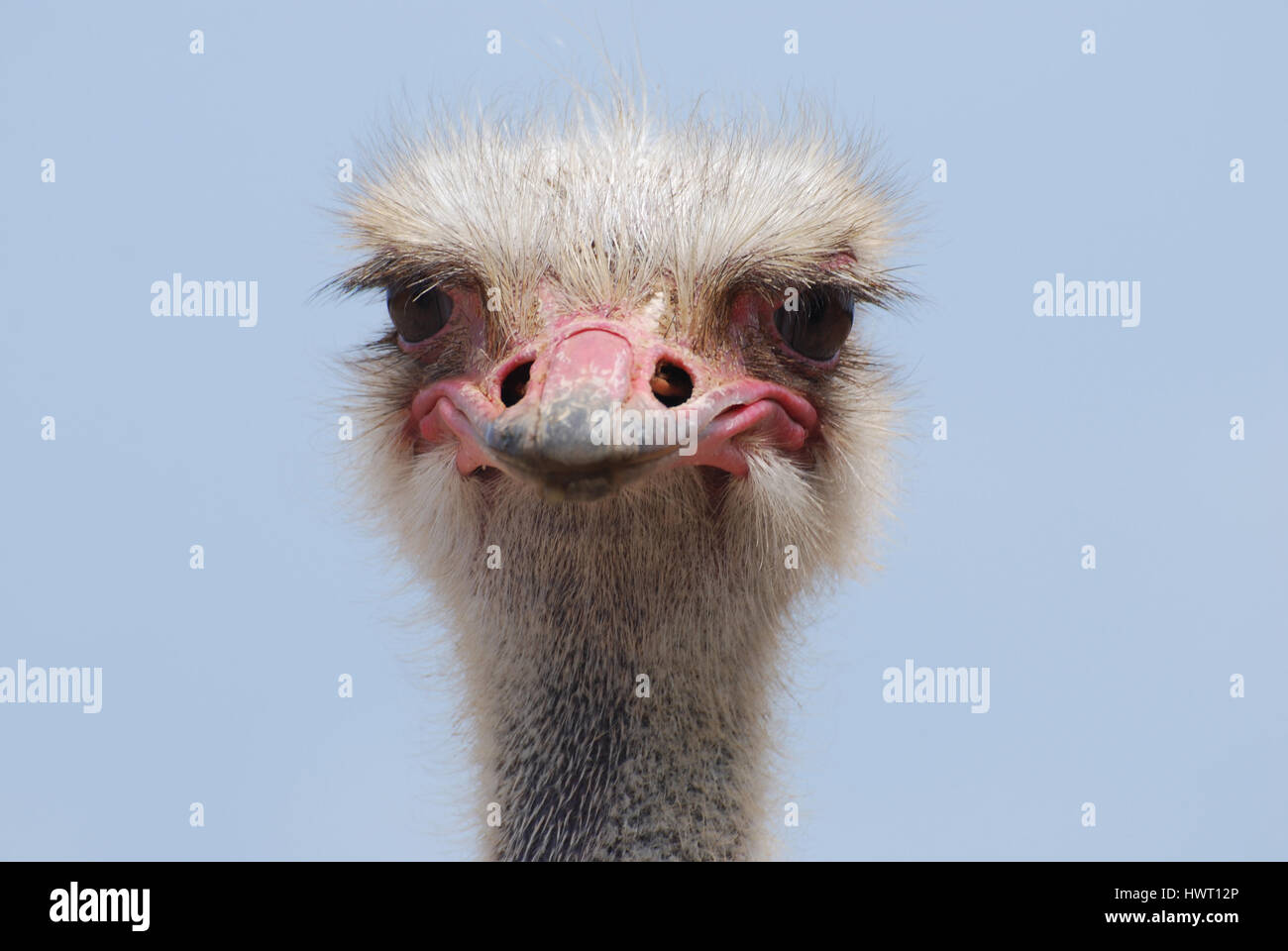Up close and personal with the face of an ostrich Stock Photo - Alamy