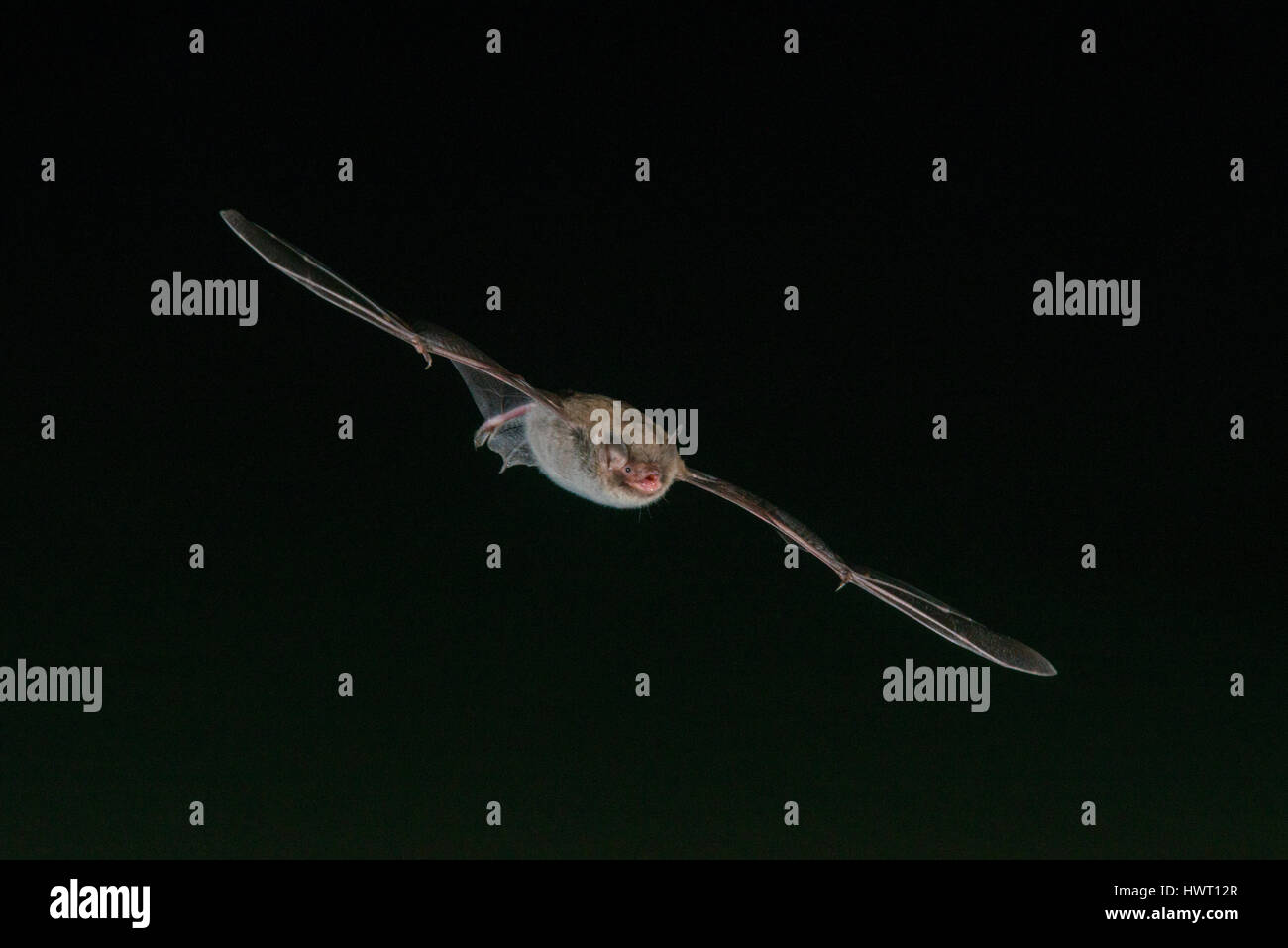 Water Bat ( Myotis daubentoni) is flying over a river searching for ...