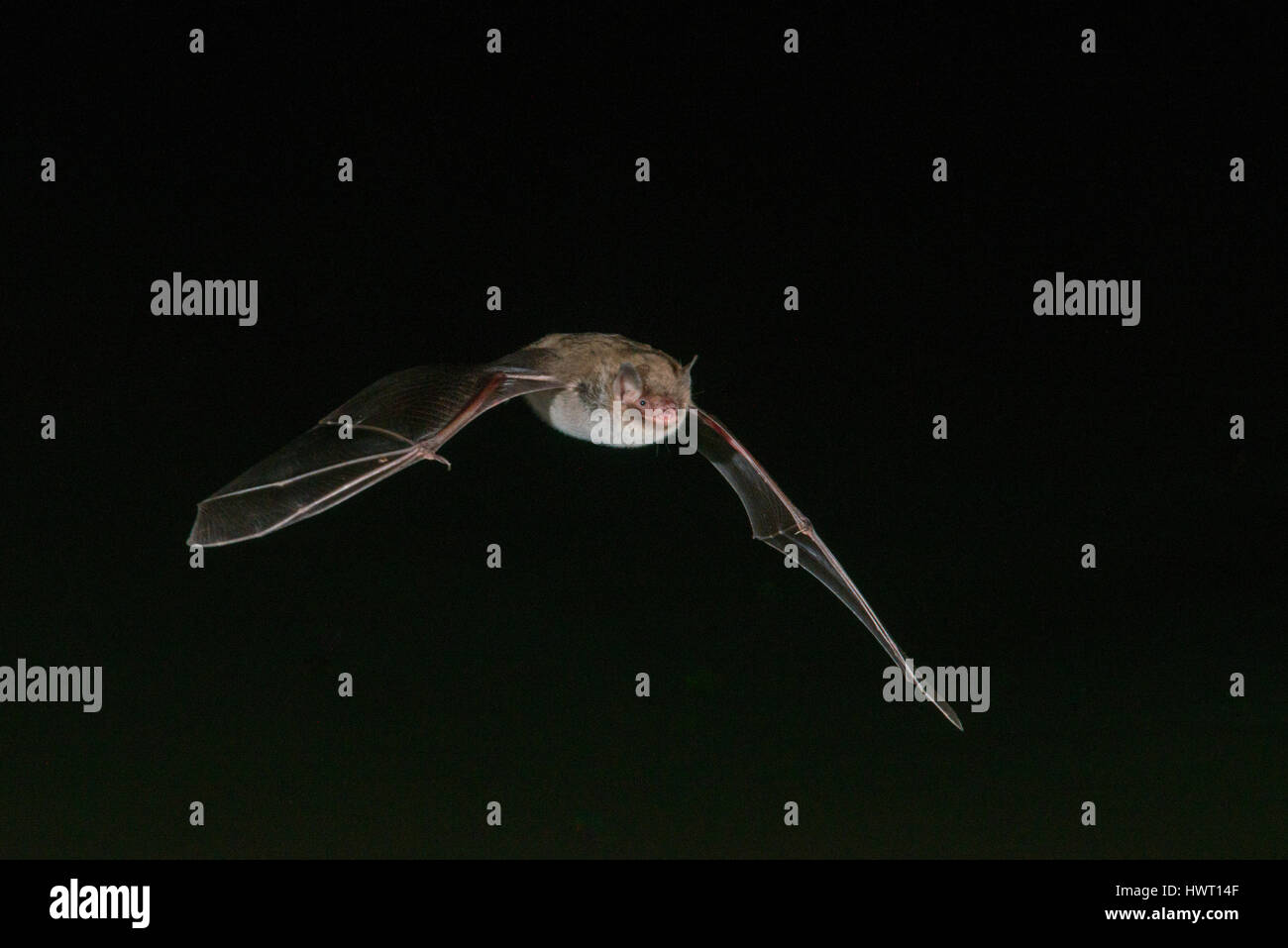 Water Bat ( Myotis daubentoni) is flying over a river searching for ...