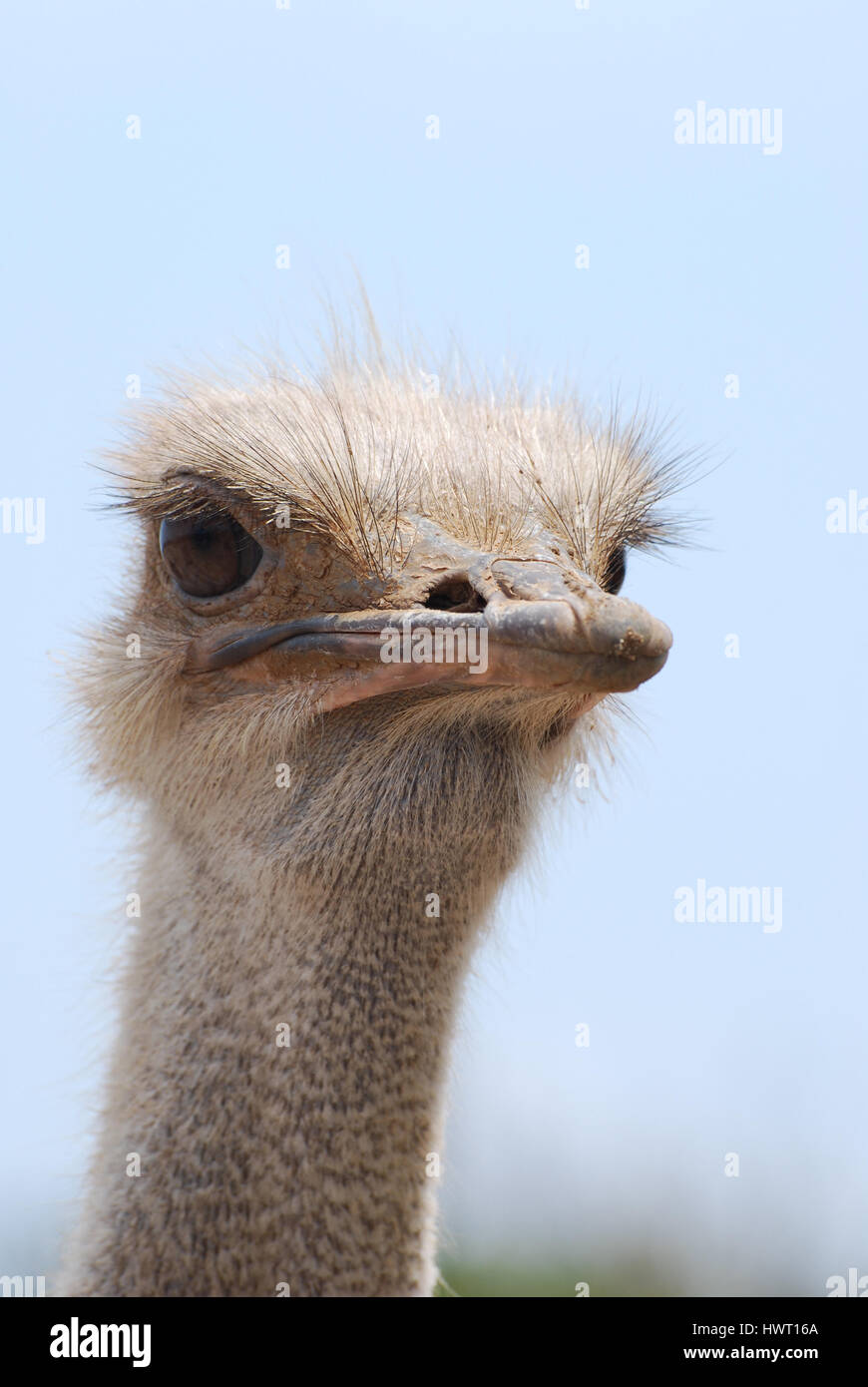 Great view of the face of a common ostrich in Aruba Stock Photo - Alamy