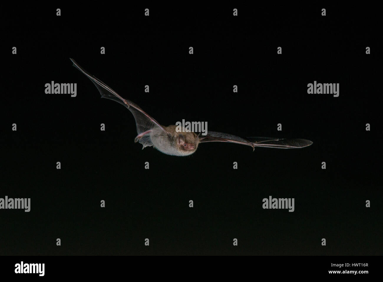Water Bat ( Myotis daubentoni) is flying over a river searching for ...