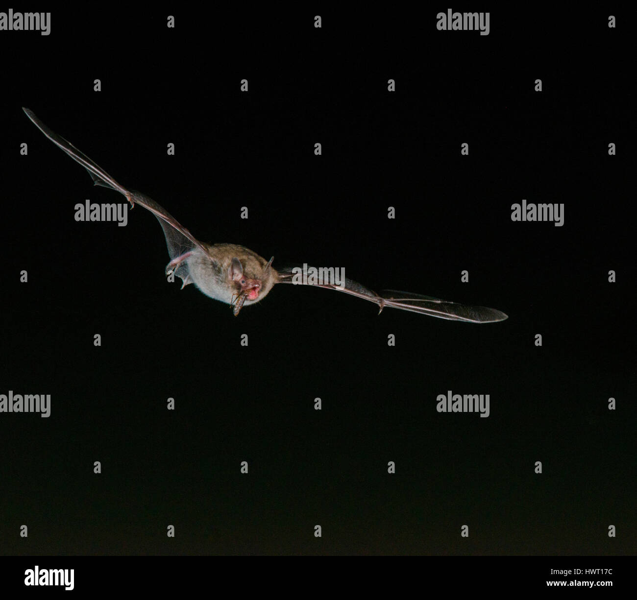 Water Bat ( Myotis daubentoni) is flying over a river searching for ...